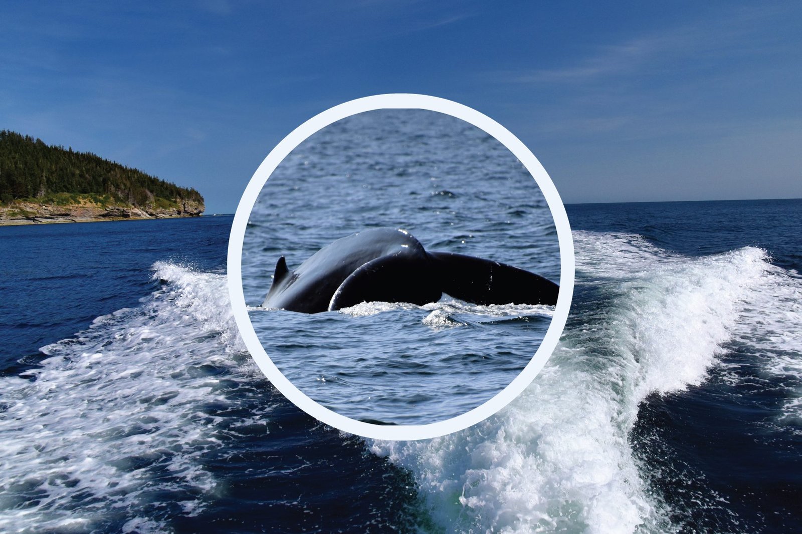 Forillon National Park, Quebec: Discovering the Maritime Majesty
