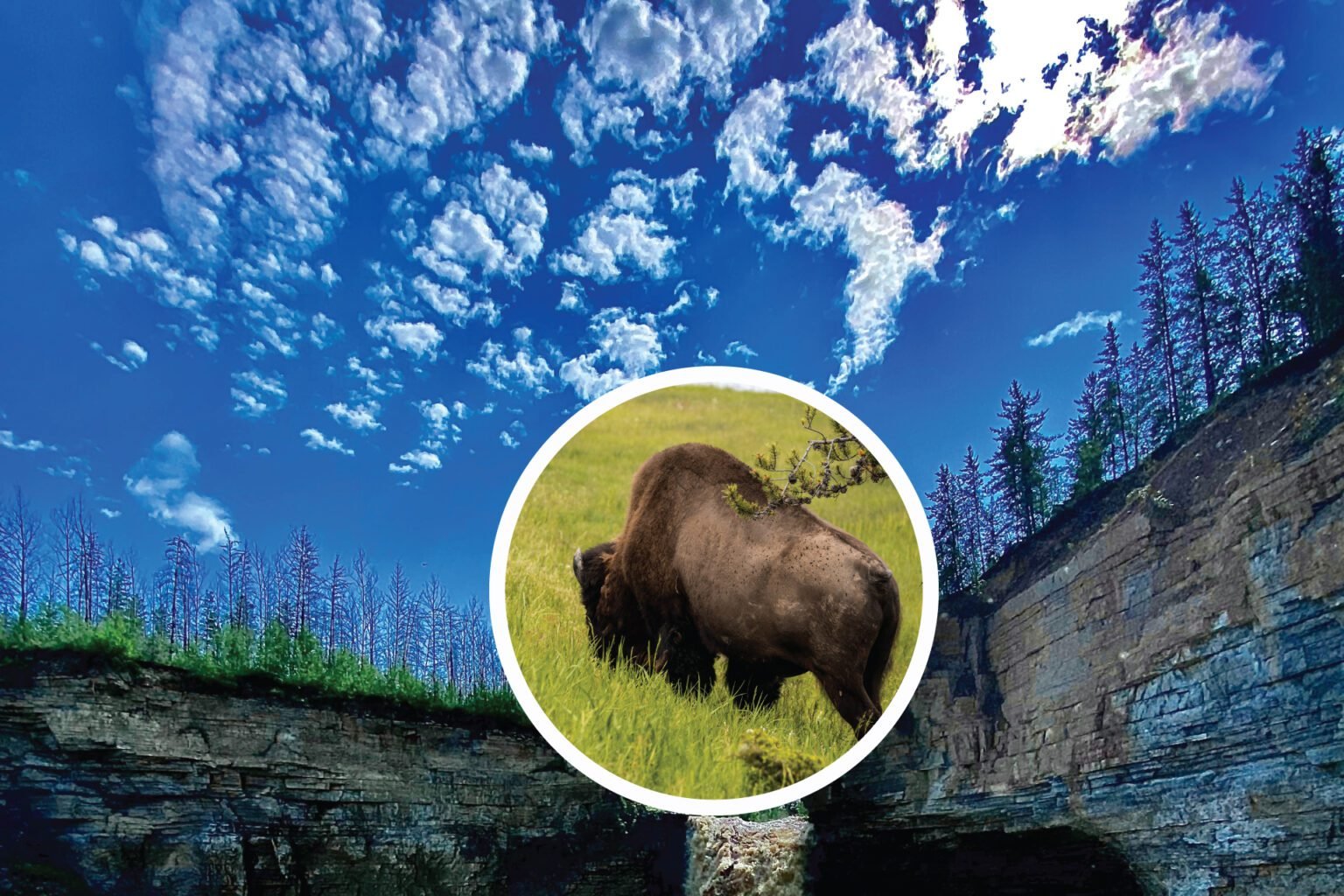 Wood Buffalo National Park a Northern Wilderness Legacy